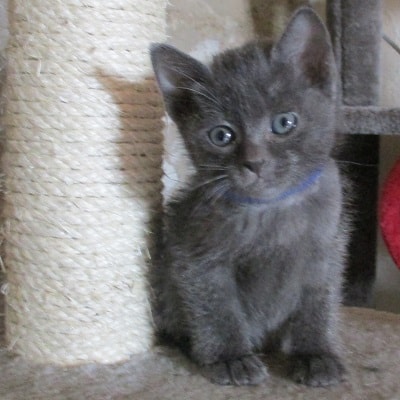 Chatons de race korat Loof. Prix d'un korat