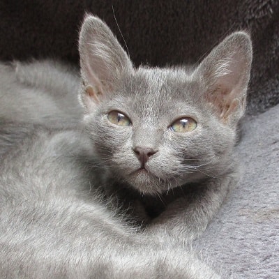 Les chatons korats nés à la chatterie