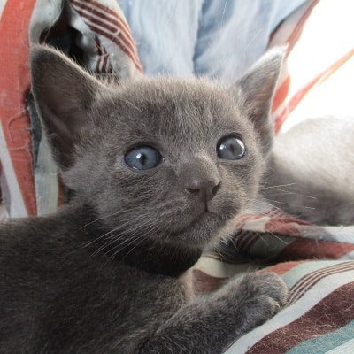 Les chatons korats nés à la chatterie