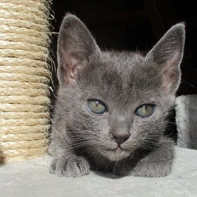 Les chatons korats nés à la chatterie