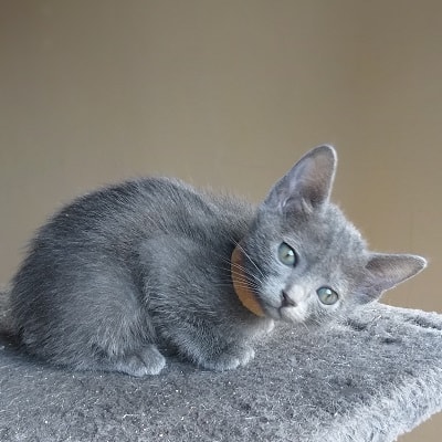 Les chatons korats nés à la chatterie