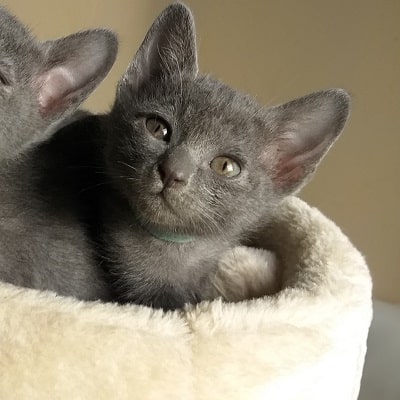 Les chatons korats nés à la chatterie