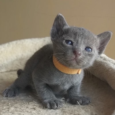 Les chatons korats nés à la chatterie